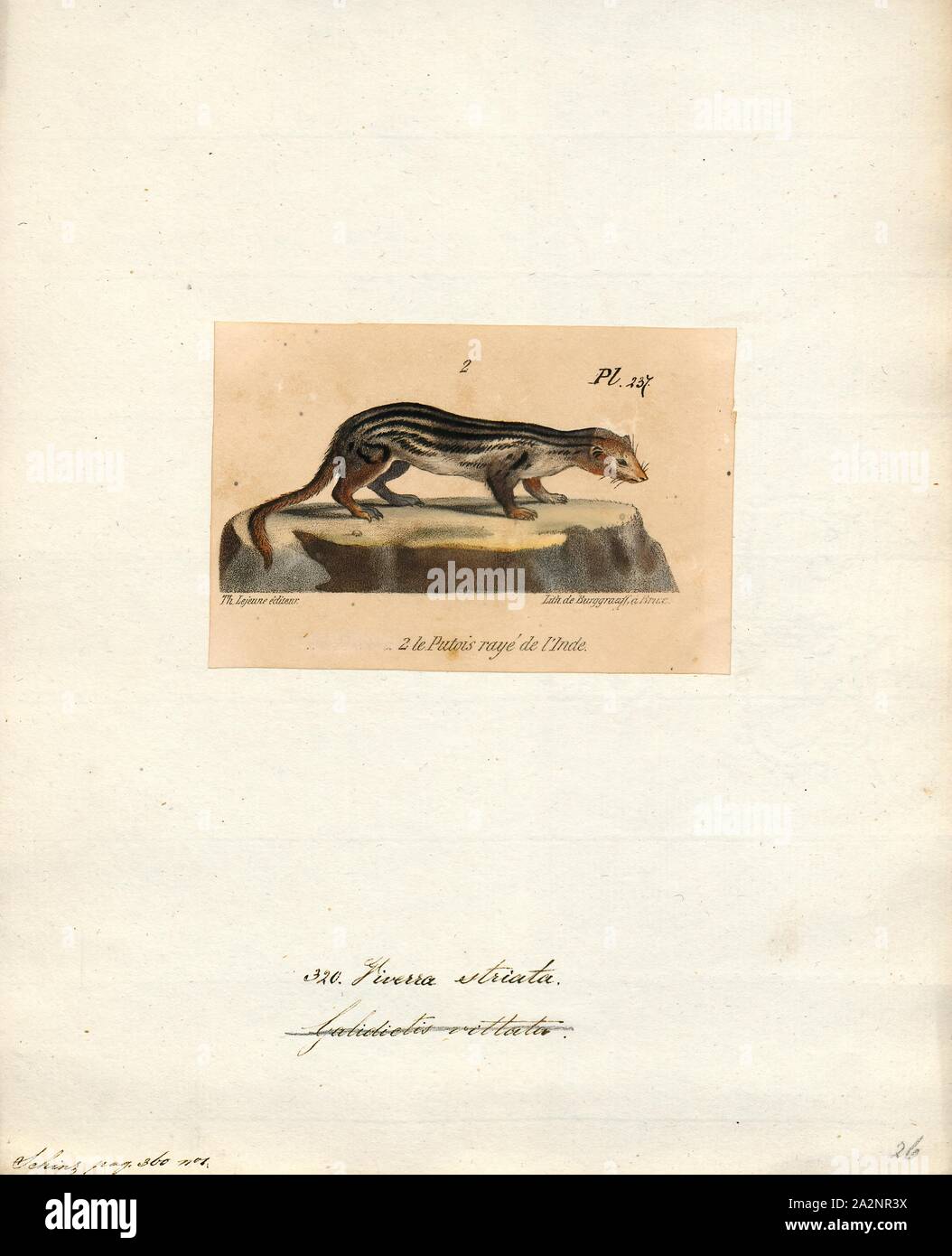 Viverra indica hi-res stock photography and images - Alamy