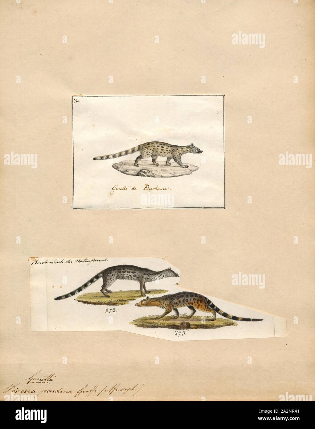 Viverra pardina, Print, Viverra is a mammalian genus that was first ...