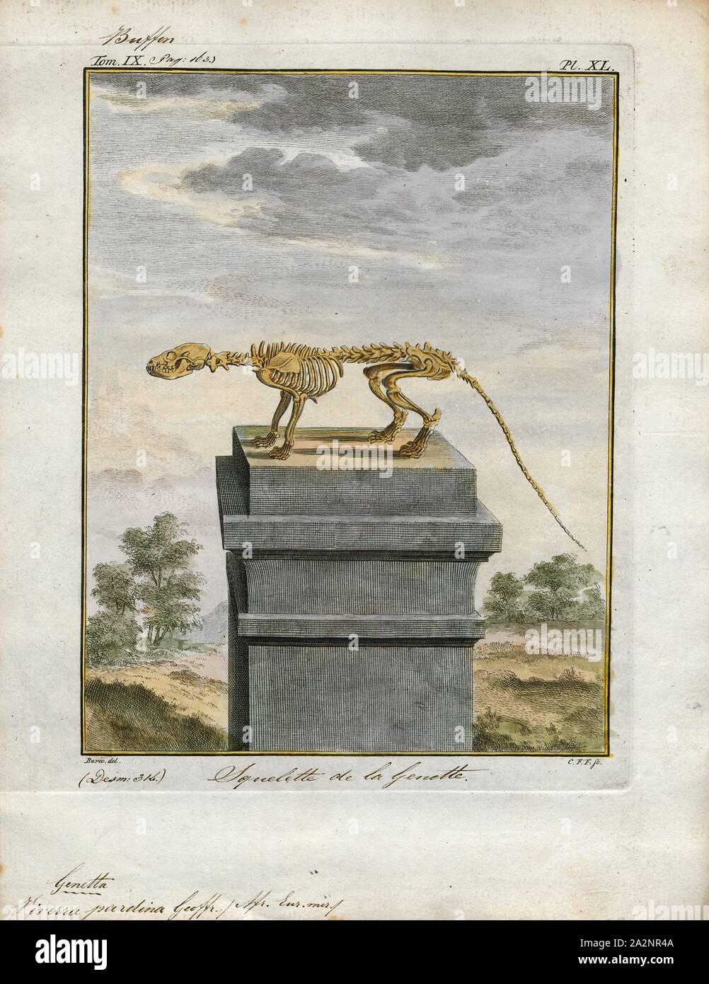 Indian Civet Stock Photos & Indian Civet Stock Images - Alamy