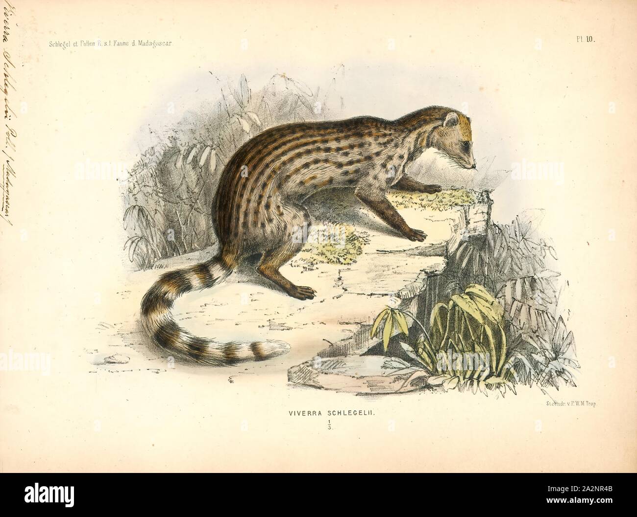 Indian civet hi-res stock photography and images - Alamy