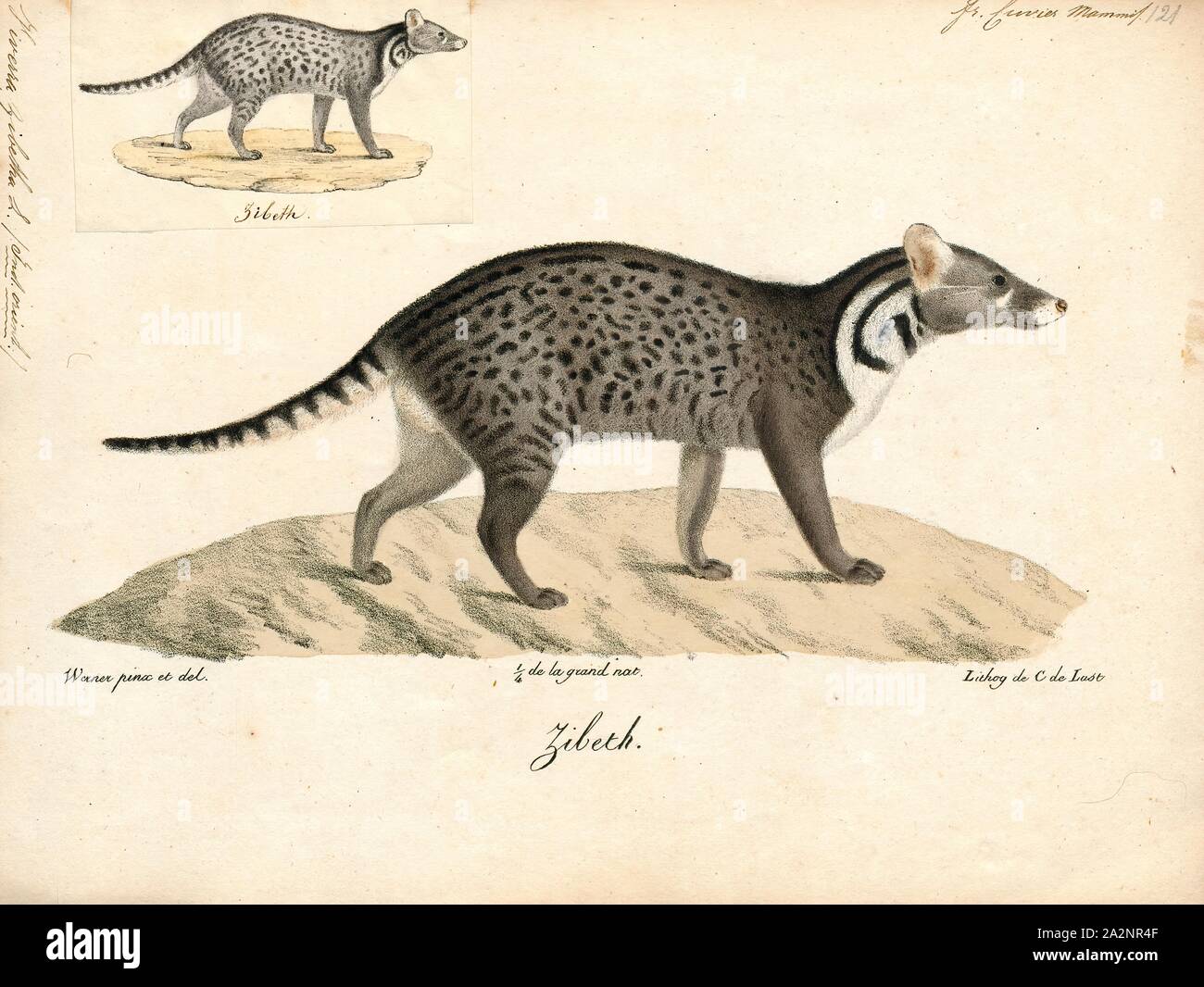 Red list of the iucn hi-res stock photography and images - Alamy