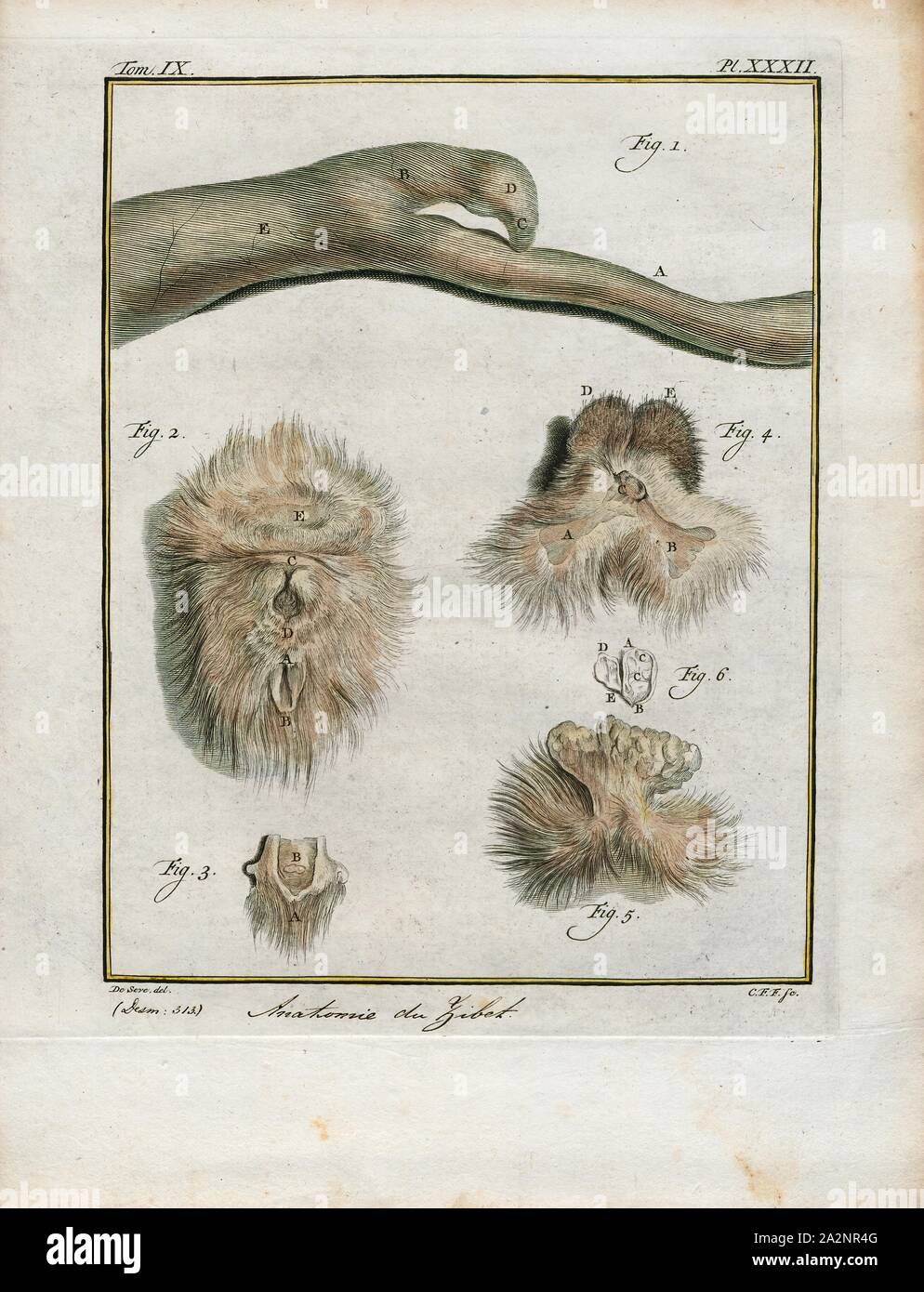 Viverra zibetha, Print, The large Indian civet (Viverra zibetha) is a ...