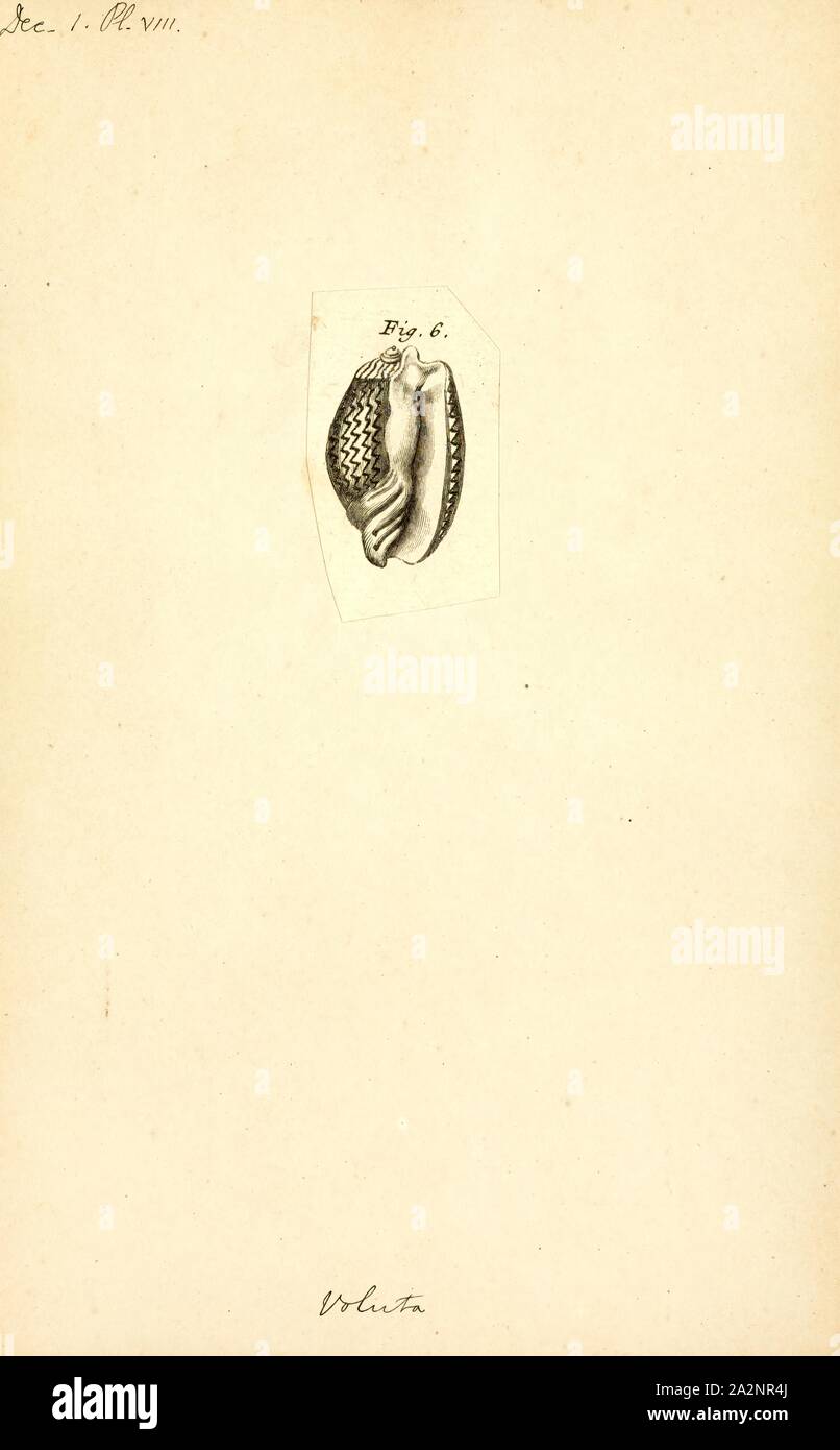 Voluta, Print, Voluta is a genus of medium to large sea snails, marine ...