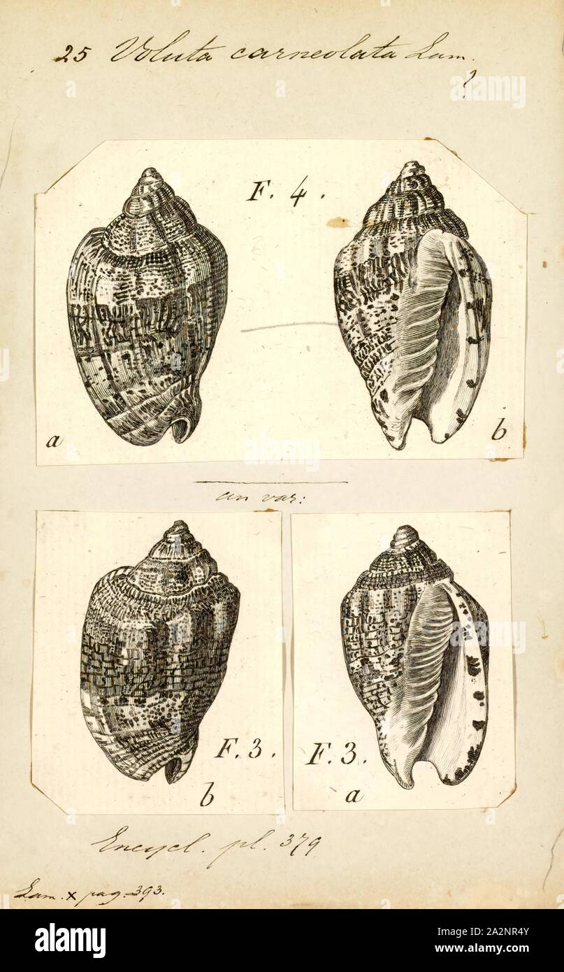 Voluta carneolata, Print, Voluta is a genus of medium to large sea ...
