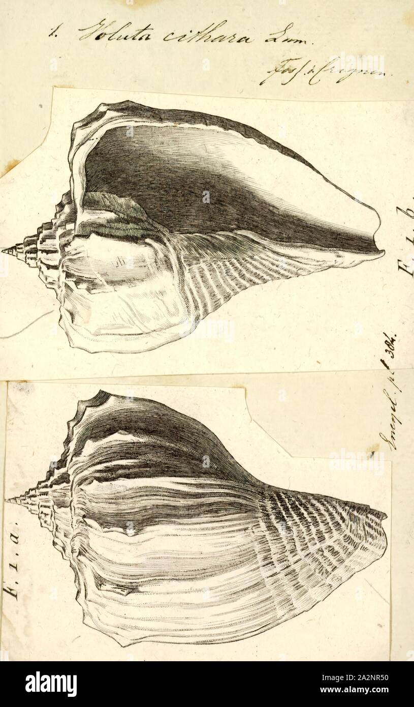 Voluta cithara hi-res stock photography and images - Alamy