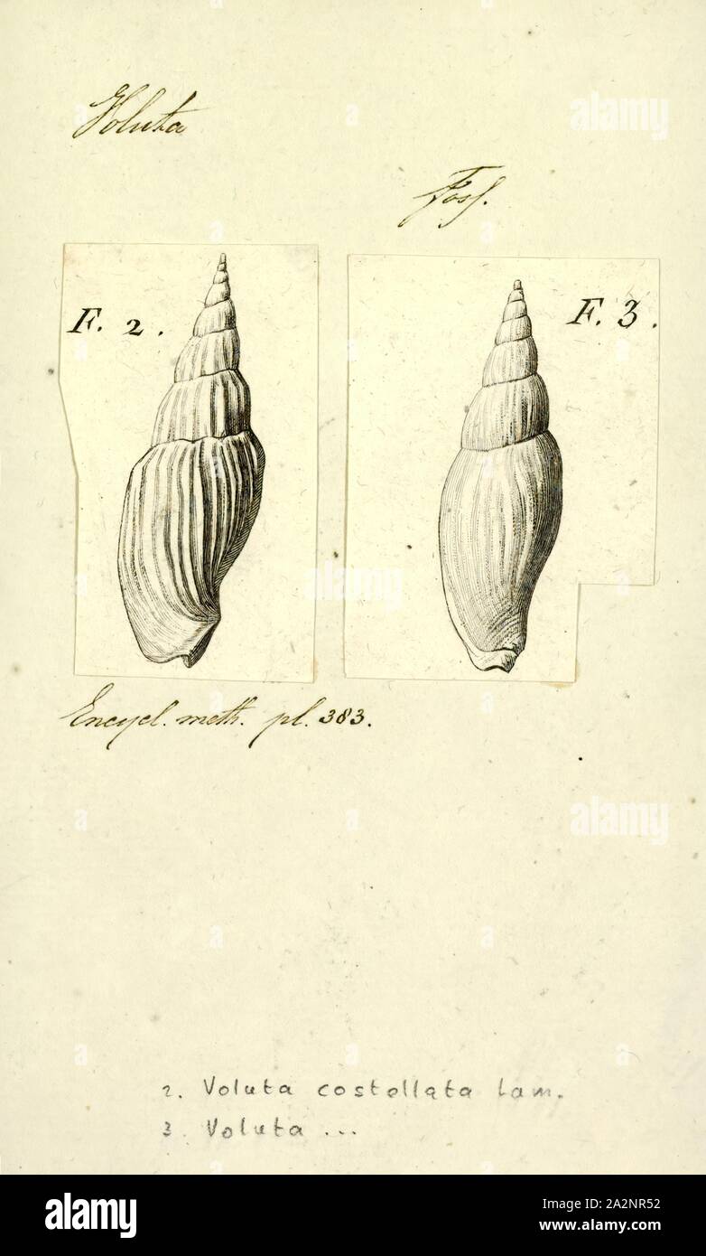 Voluta costellata, Print, Voluta is a genus of medium to large sea ...