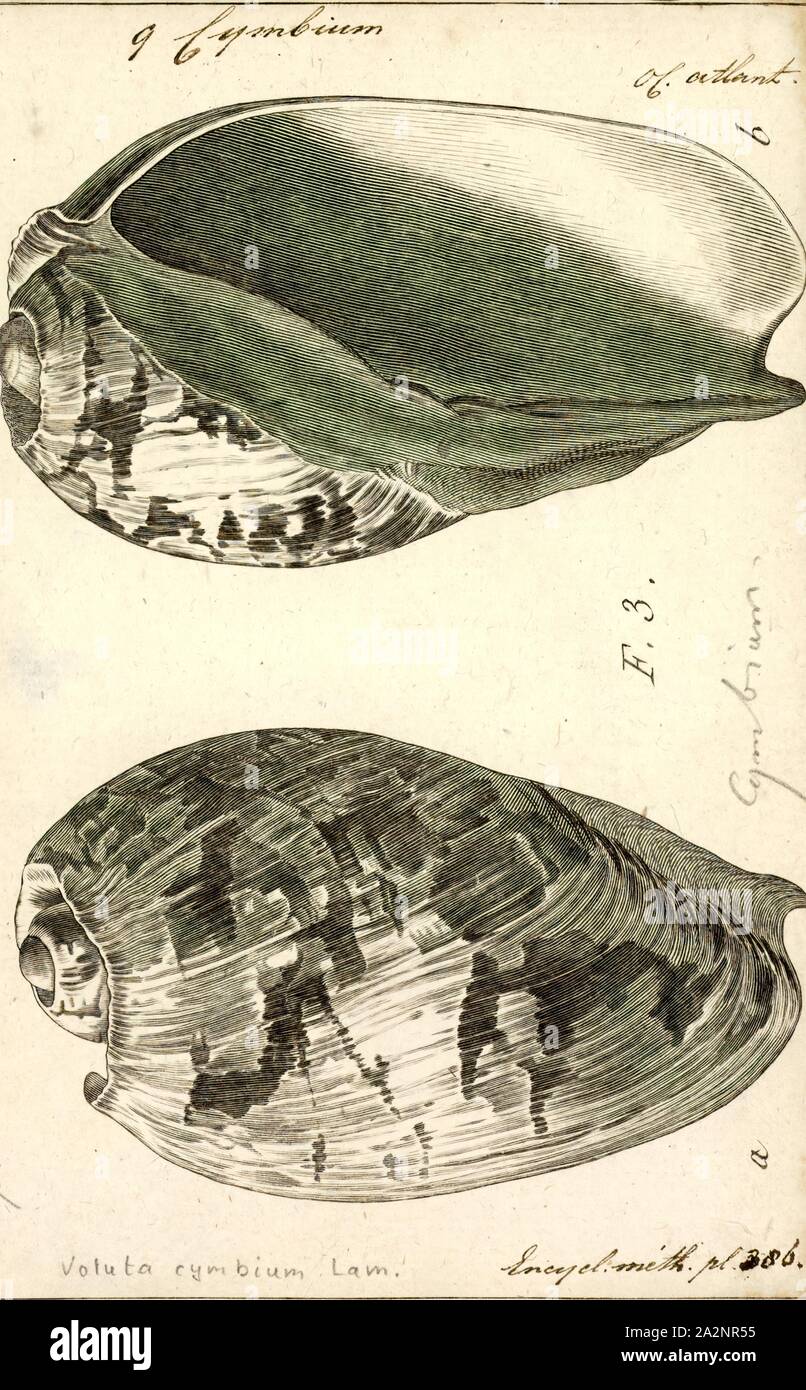 Voluta cymbium hi-res stock photography and images - Alamy