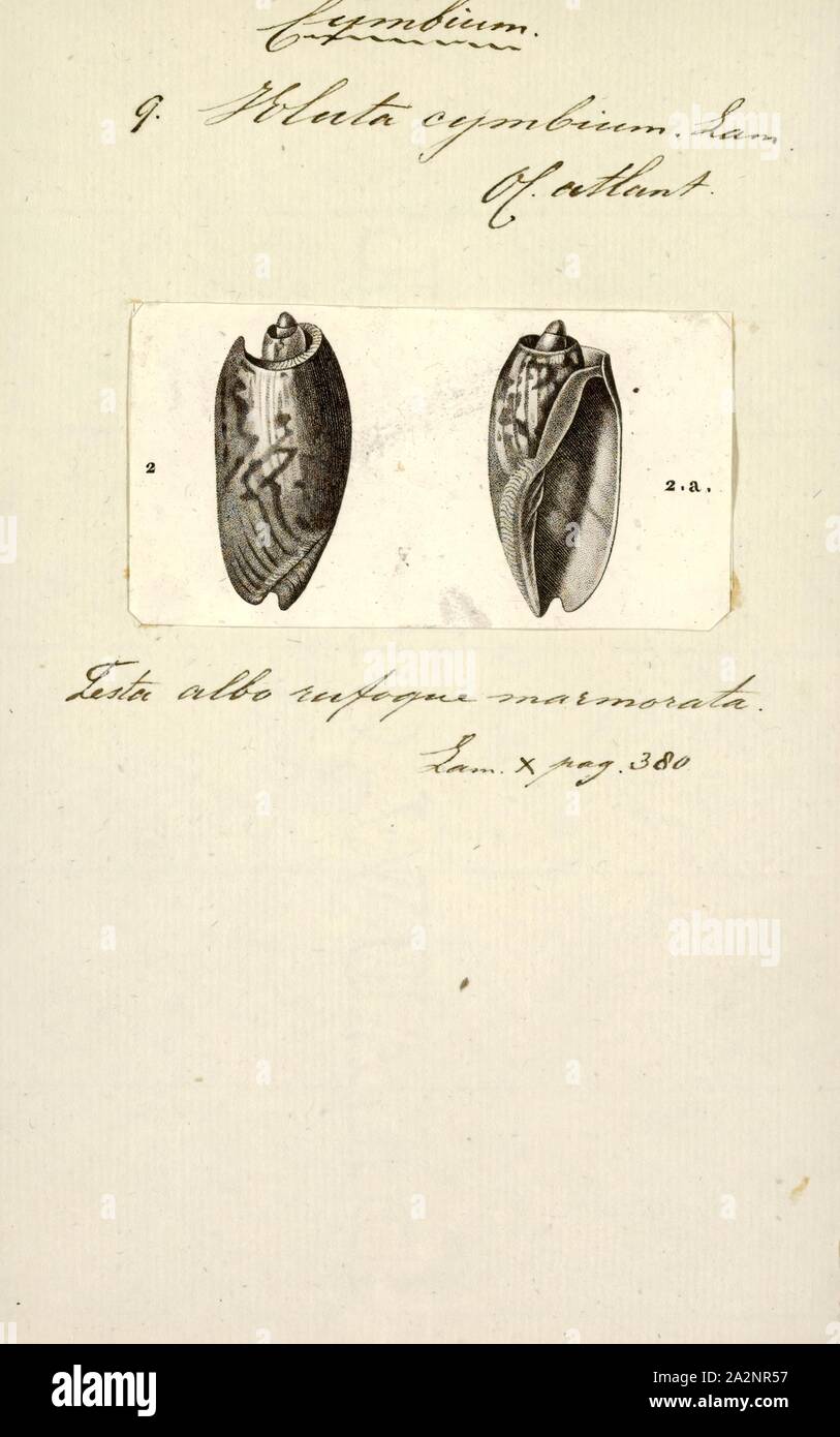 Voluta cymbium, Print, Voluta is a genus of medium to large sea snails ...