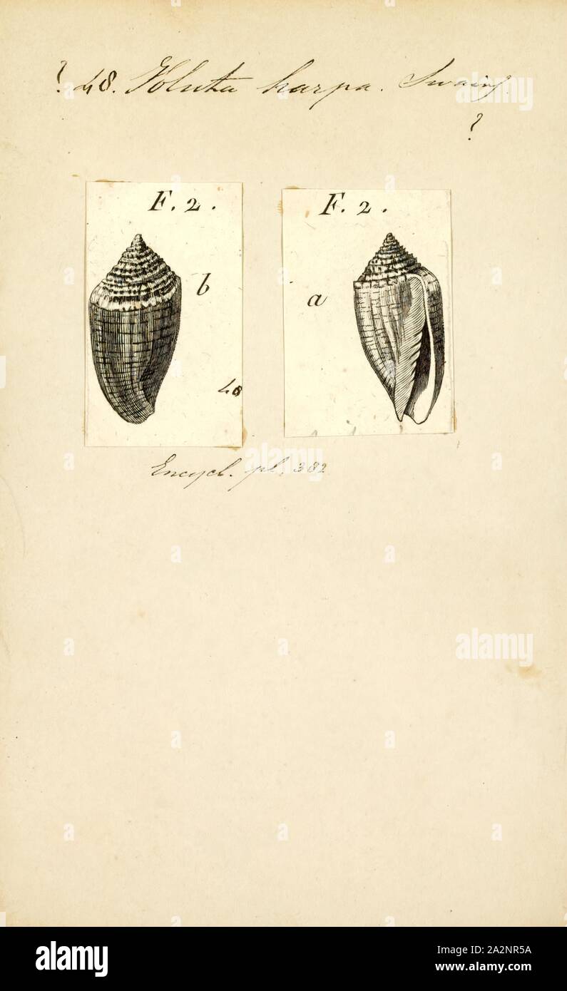 Voluta harpa hi-res stock photography and images - Alamy