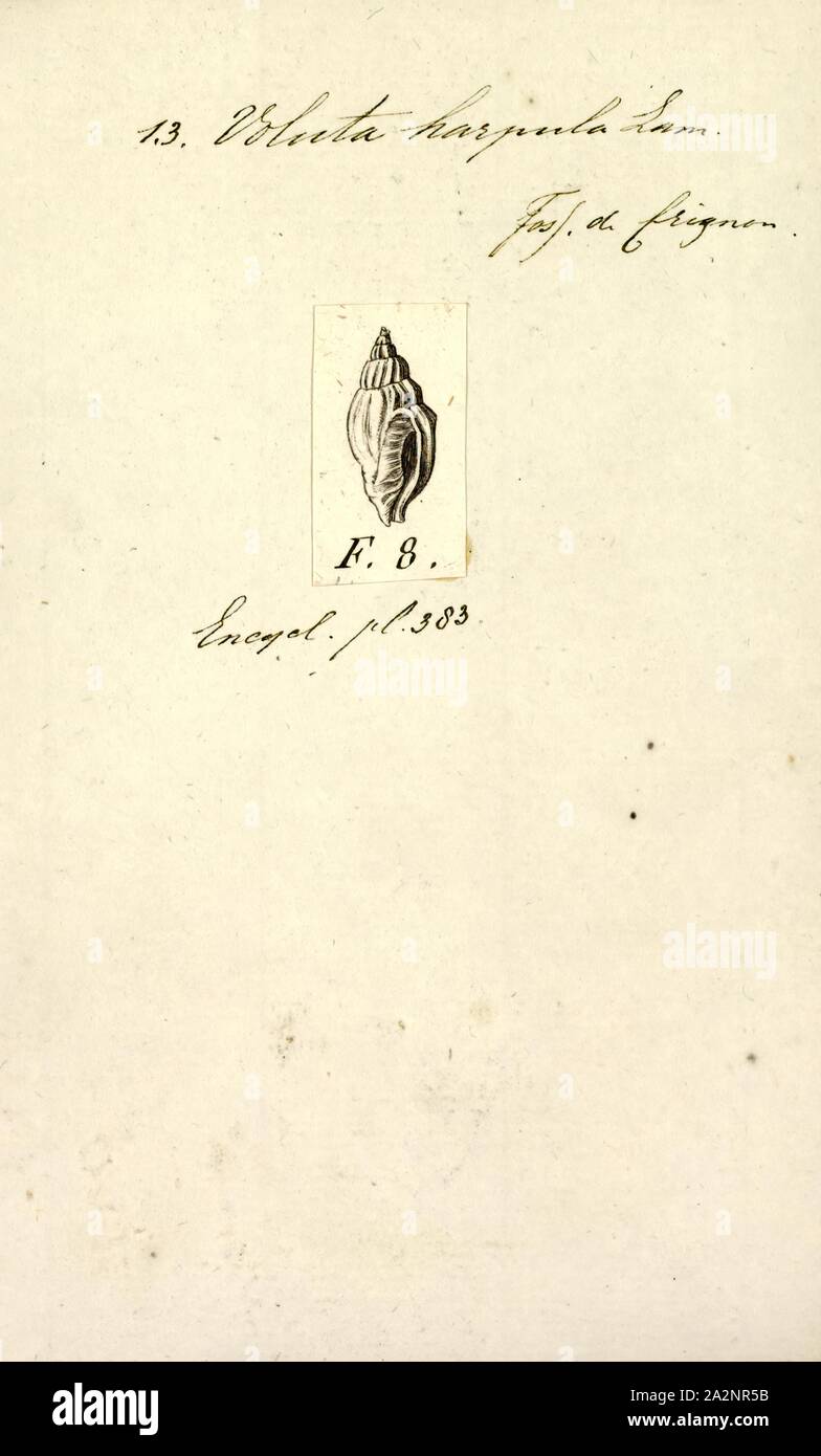 Voluta harpula, Print, Voluta is a genus of medium to large sea snails ...