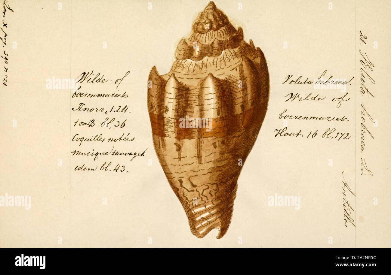 Voluta hebraea, Print, Voluta is a genus of medium to large sea snails ...