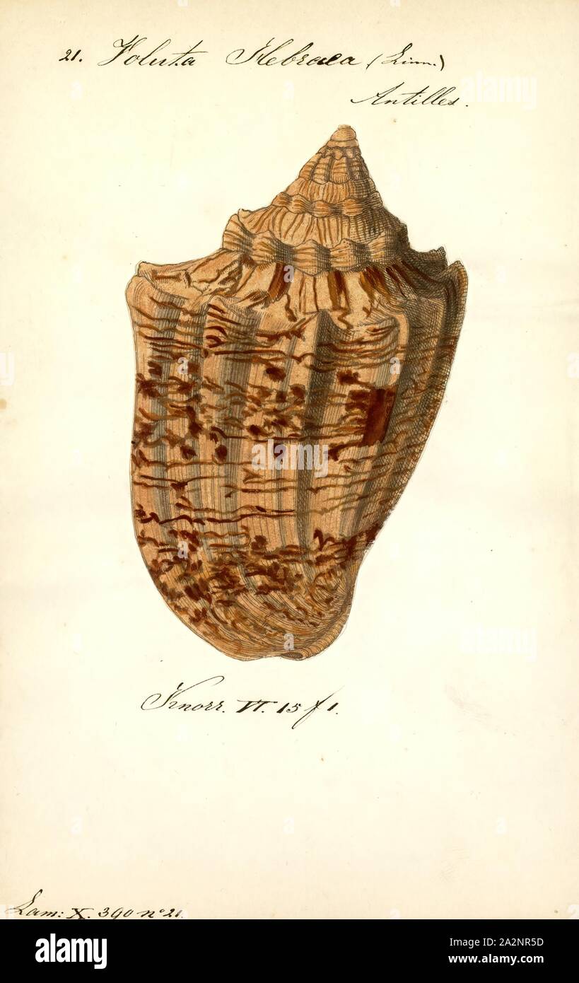 Voluta hebraea, Print, Voluta is a genus of medium to large sea snails ...