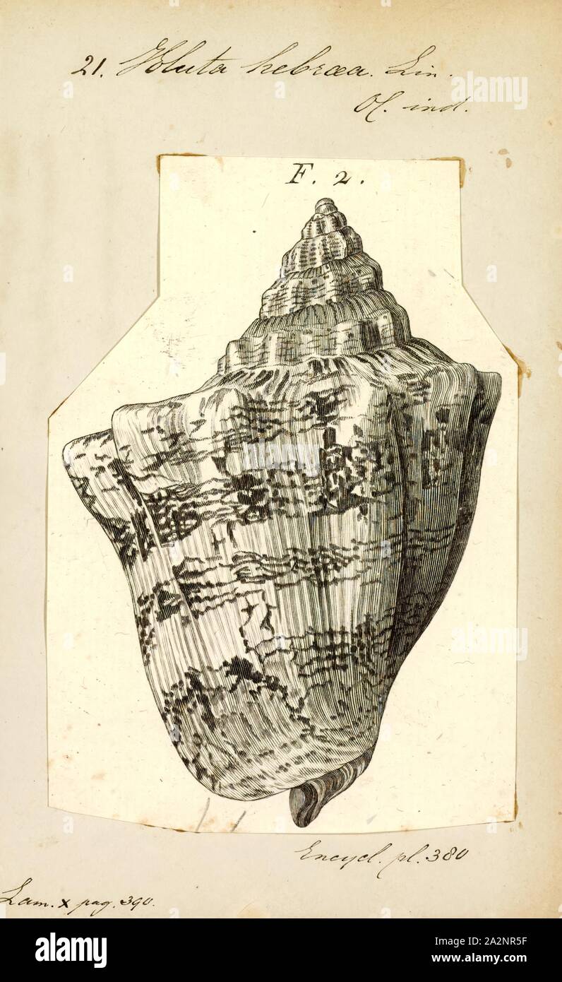 Voluta hebraea, Print, Voluta is a genus of medium to large sea snails ...