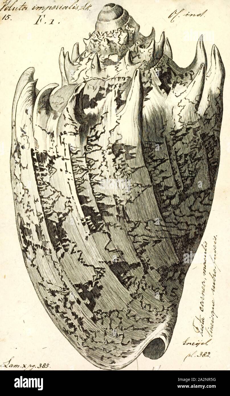 Imperial volute hi-res stock photography and images - Alamy