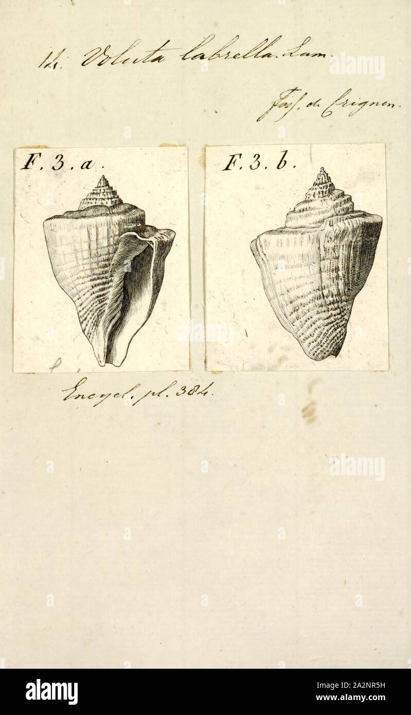 Voluta labrella, Print, Voluta is a genus of medium to large sea snails ...