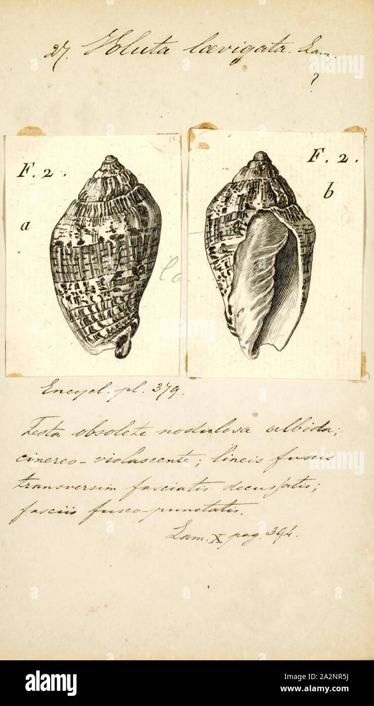 Voluta laevigata, Print, Voluta is a genus of medium to large sea ...