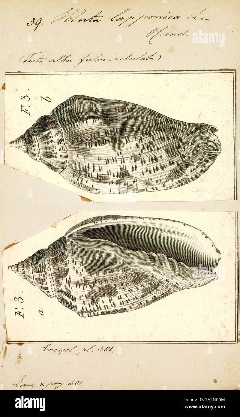 Voluta lapponica hi-res stock photography and images - Alamy