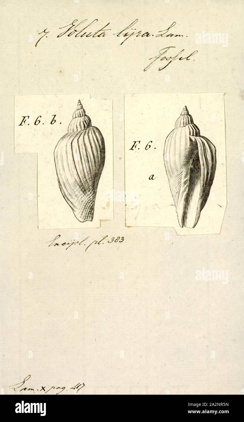 Voluta lyra, Print, Voluta is a genus of medium to large sea snails ...