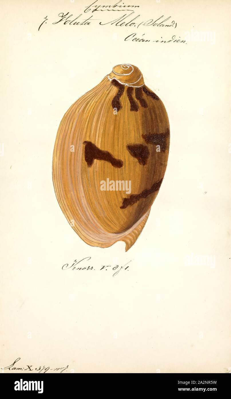 Voluta melo hi-res stock photography and images - Alamy