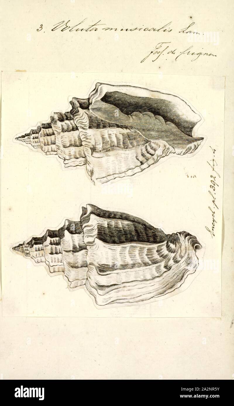 Voluta musicalis hi-res stock photography and images - Alamy