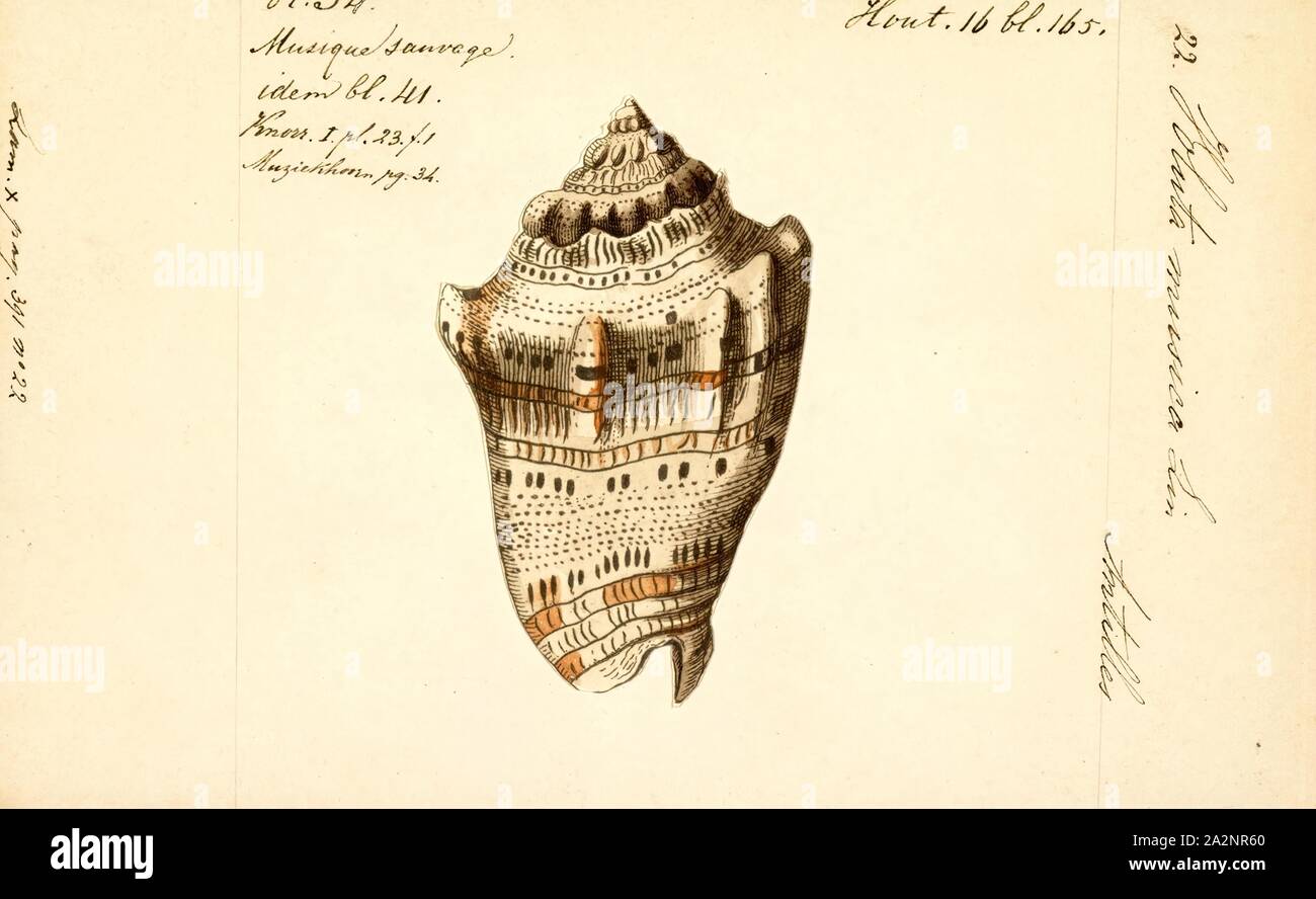 Voluta musica, Print, Voluta musica, common name the music volute, is a ...