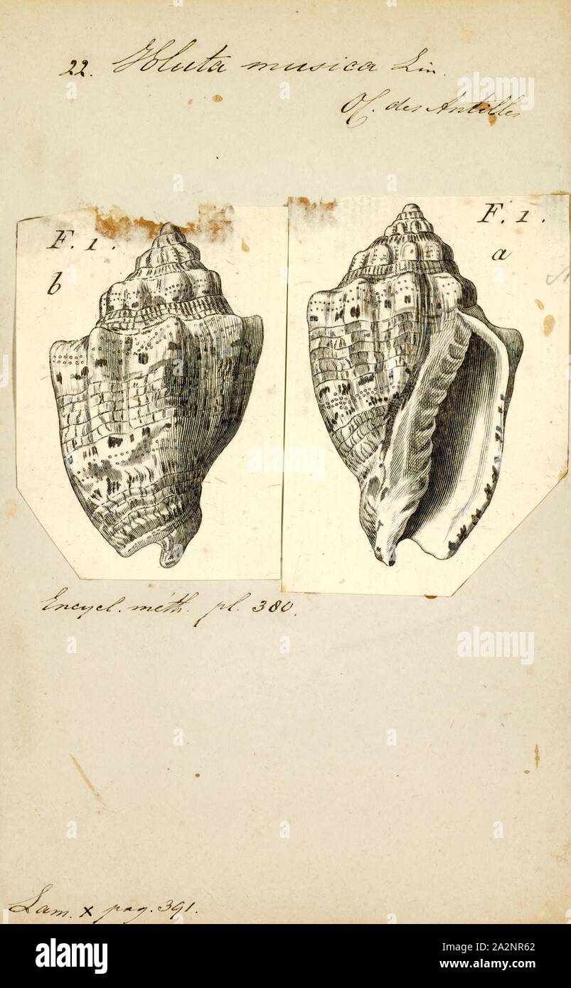 Voluta musica, Print, Voluta musica, common name the music volute, is a ...