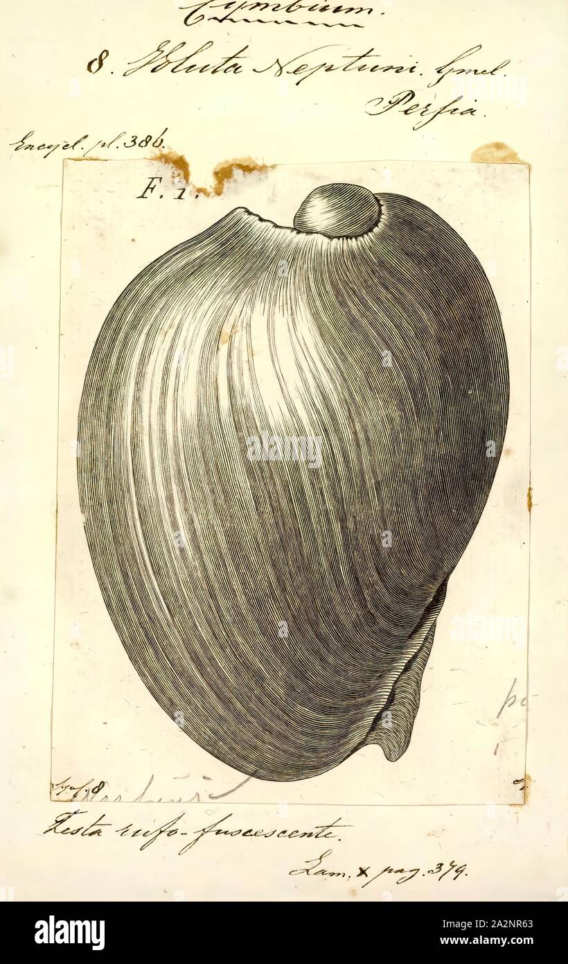 Voluta neptuni, Print, Voluta is a genus of medium to large sea snails ...