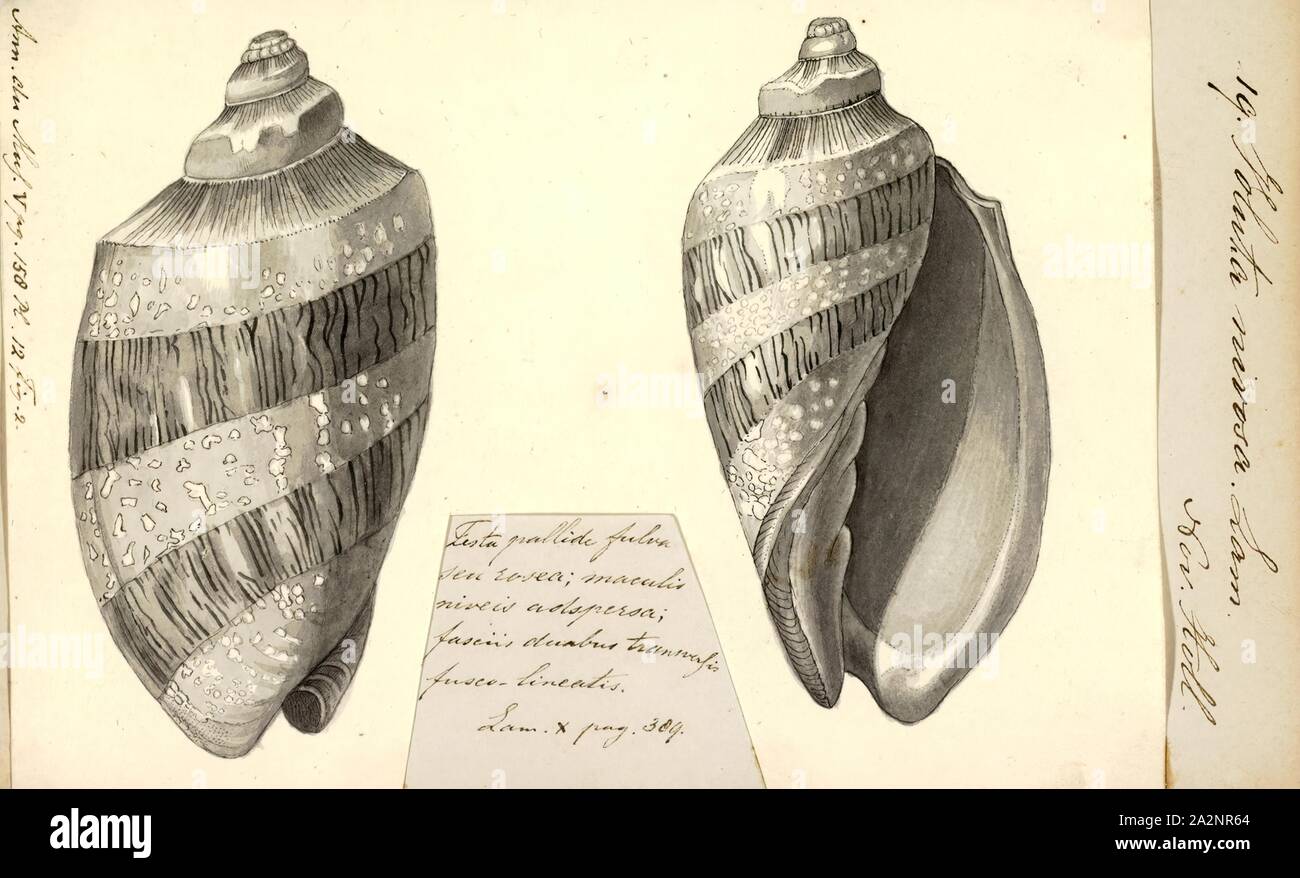 Voluta nivosa, Print, Voluta is a genus of medium to large sea snails ...