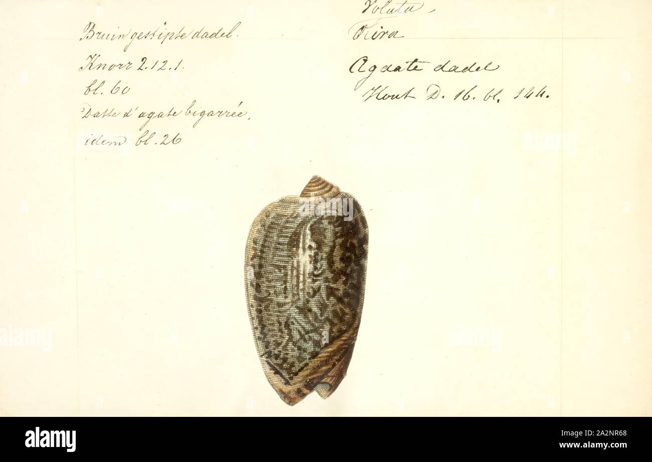 Voluta oliva, Print, Voluta is a genus of medium to large sea snails ...