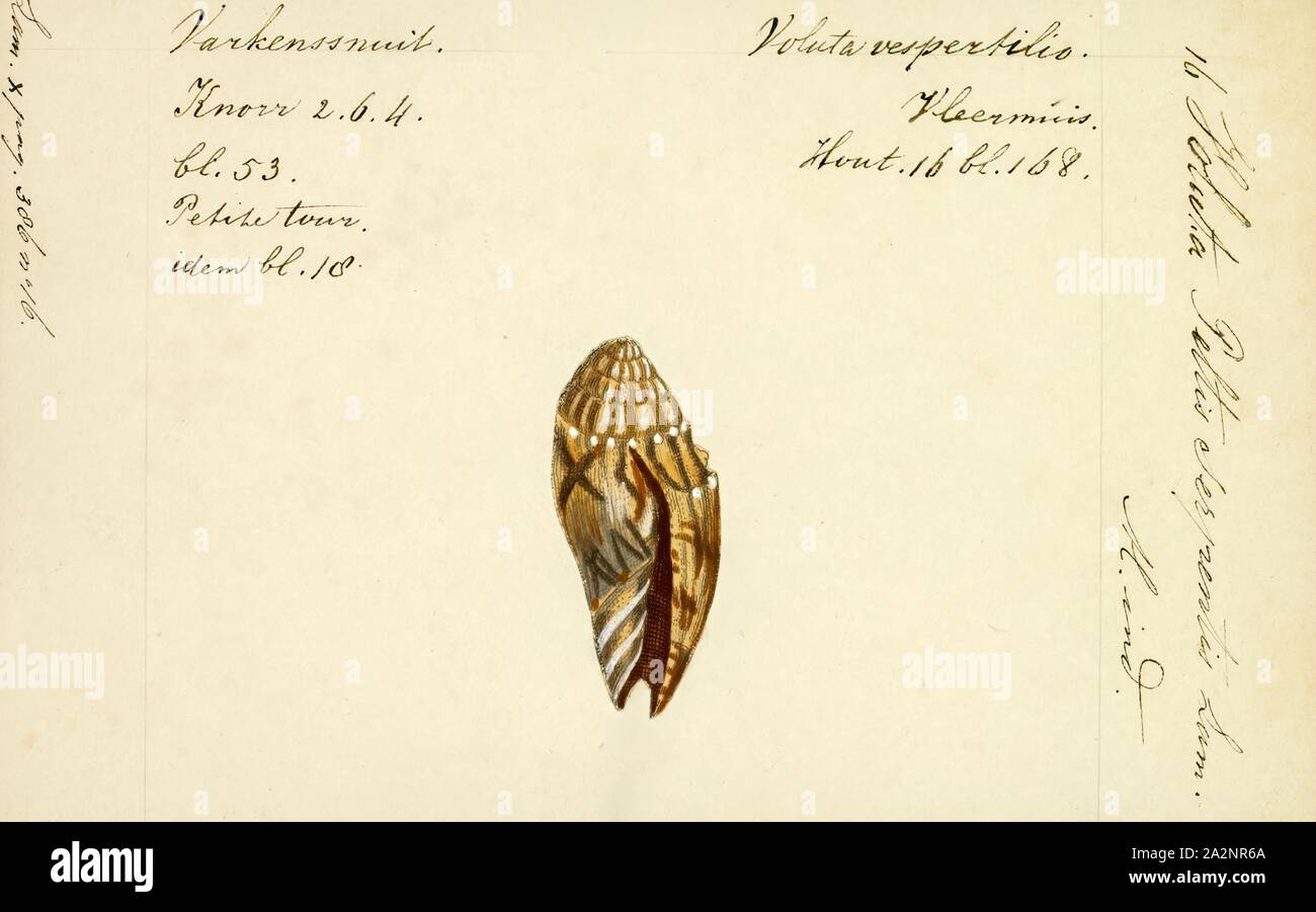 Voluta peltis serpentis, Print, Voluta is a genus of medium to large ...