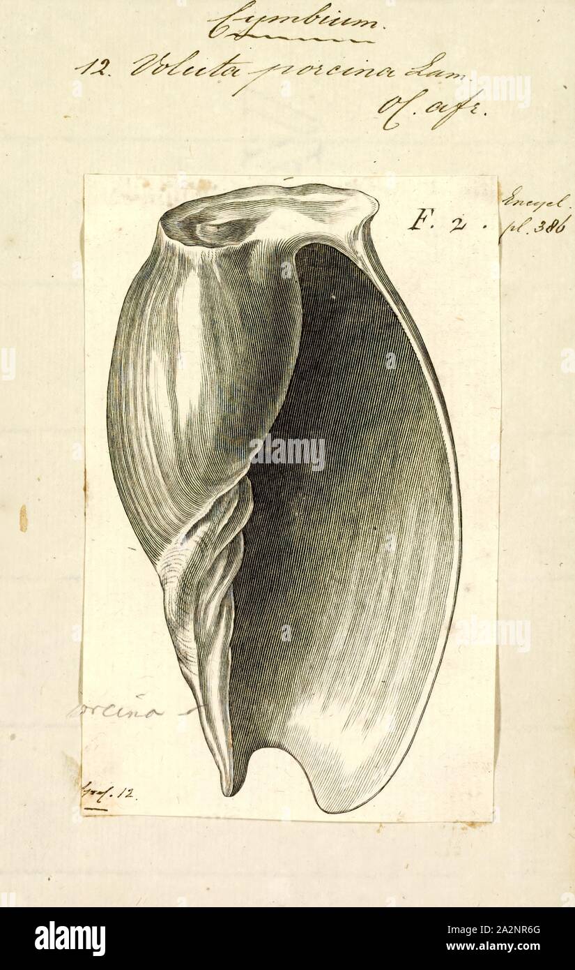 Voluta porcina, Print, Voluta is a genus of medium to large sea snails ...
