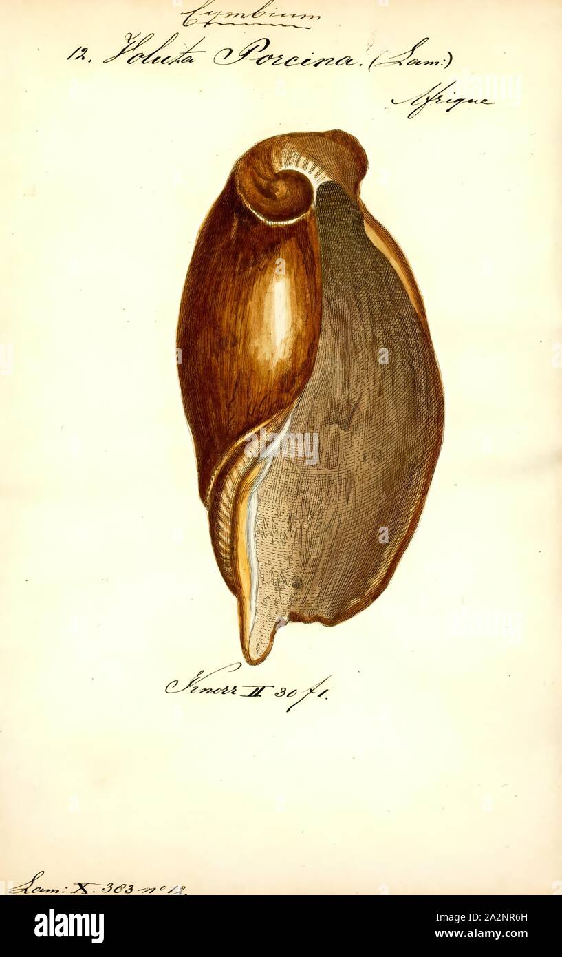 Voluta porcina, Print, Voluta is a genus of medium to large sea snails ...