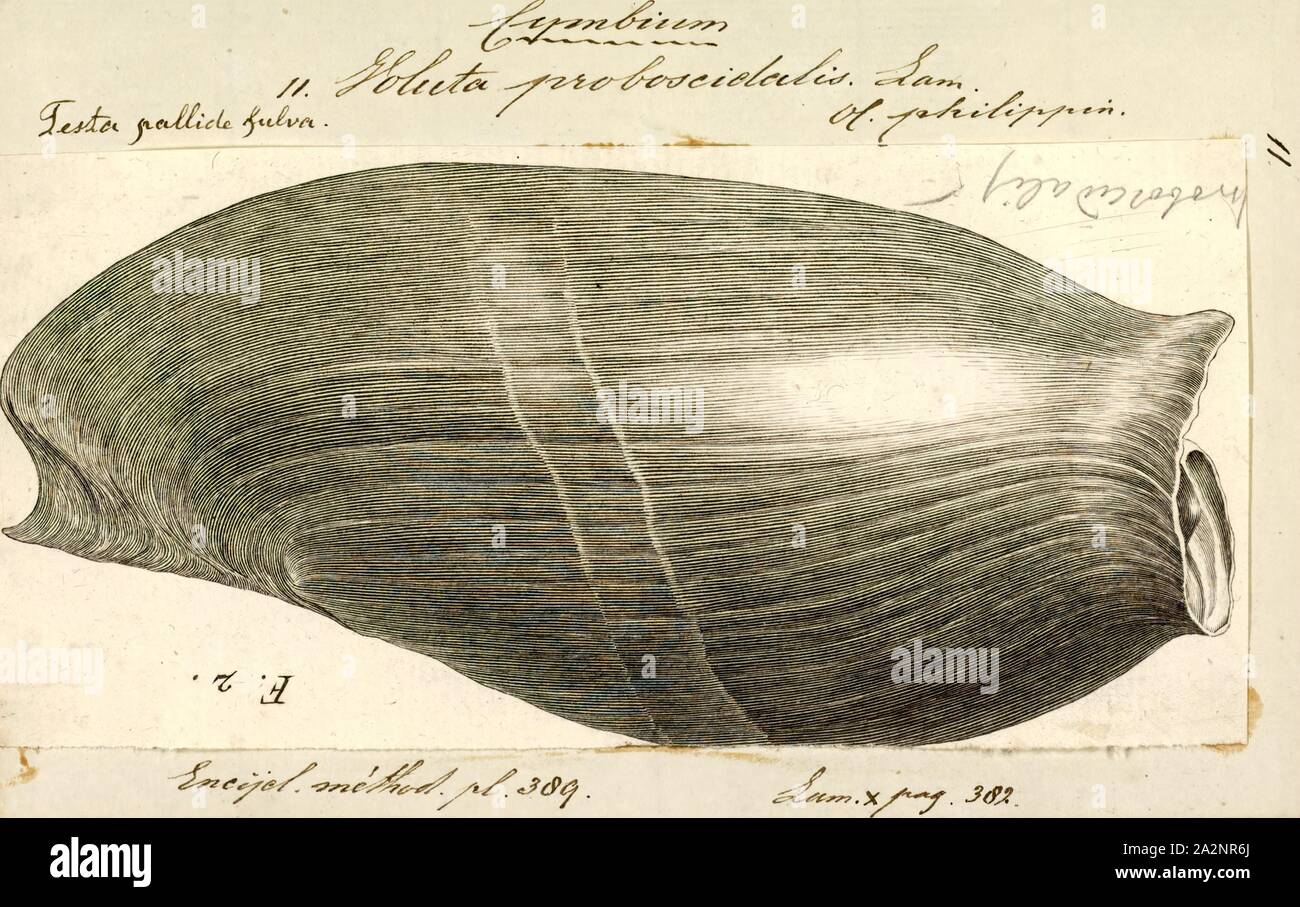 Voluta proboscidalis, Print, Voluta is a genus of medium to large sea ...