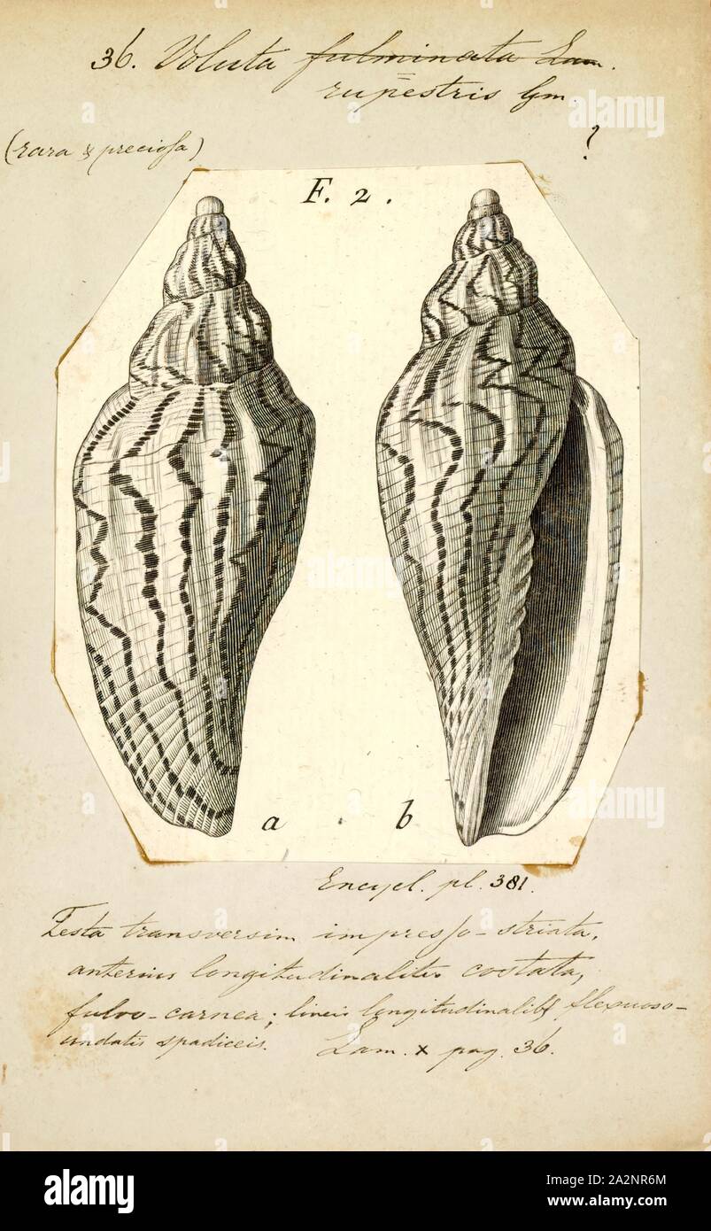 Voluta rupestris, Print, Voluta is a genus of medium to large sea ...
