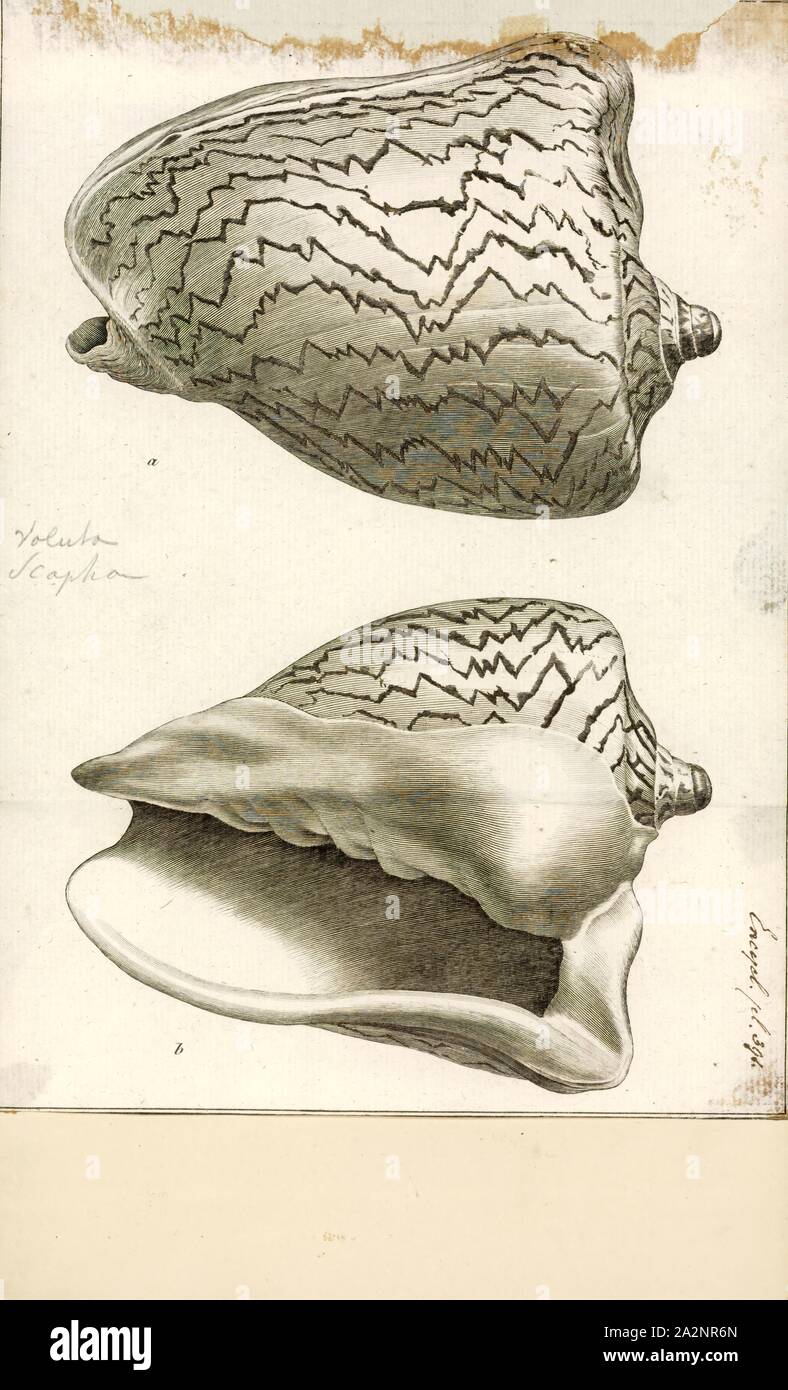 Noble volute hi-res stock photography and images - Alamy