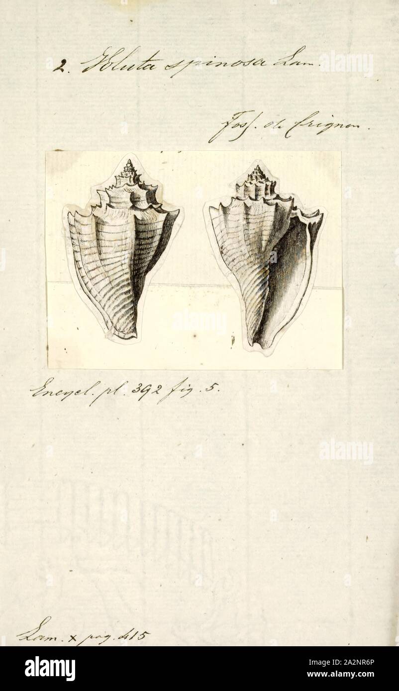 Voluta spinosa, Print, Voluta is a genus of medium to large sea snails ...