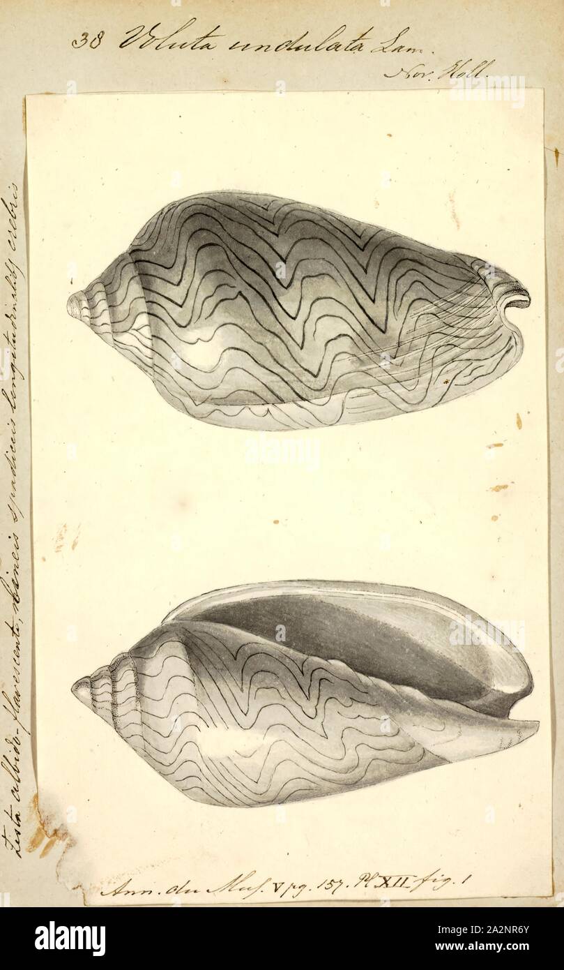 Voluta undulata, Print, Voluta is a genus of medium to large sea snails ...