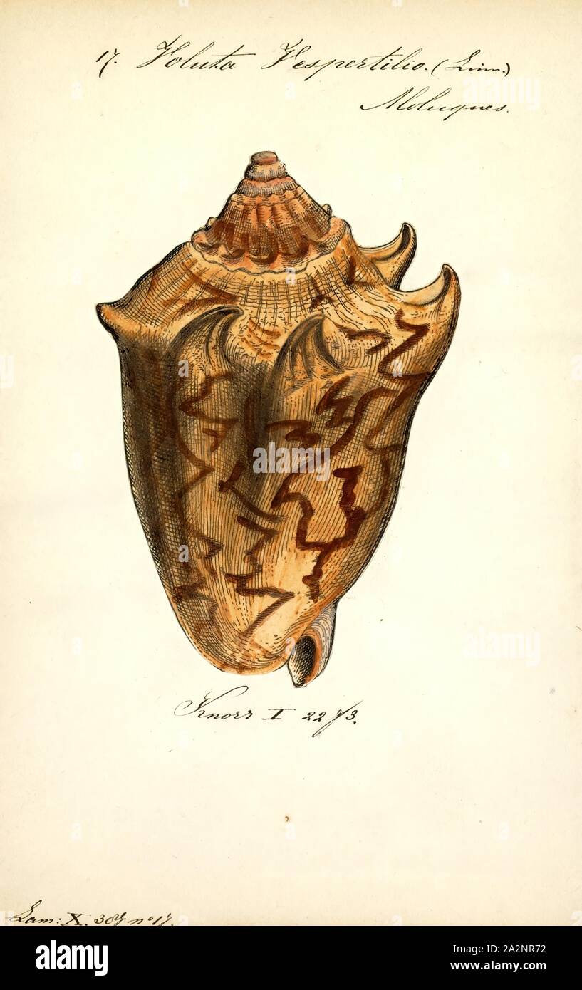 Voluta vespertilio, Print, Voluta is a genus of medium to large sea ...
