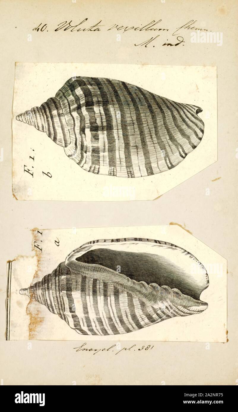Voluta vexillum, Print, Voluta is a genus of medium to large sea snails ...