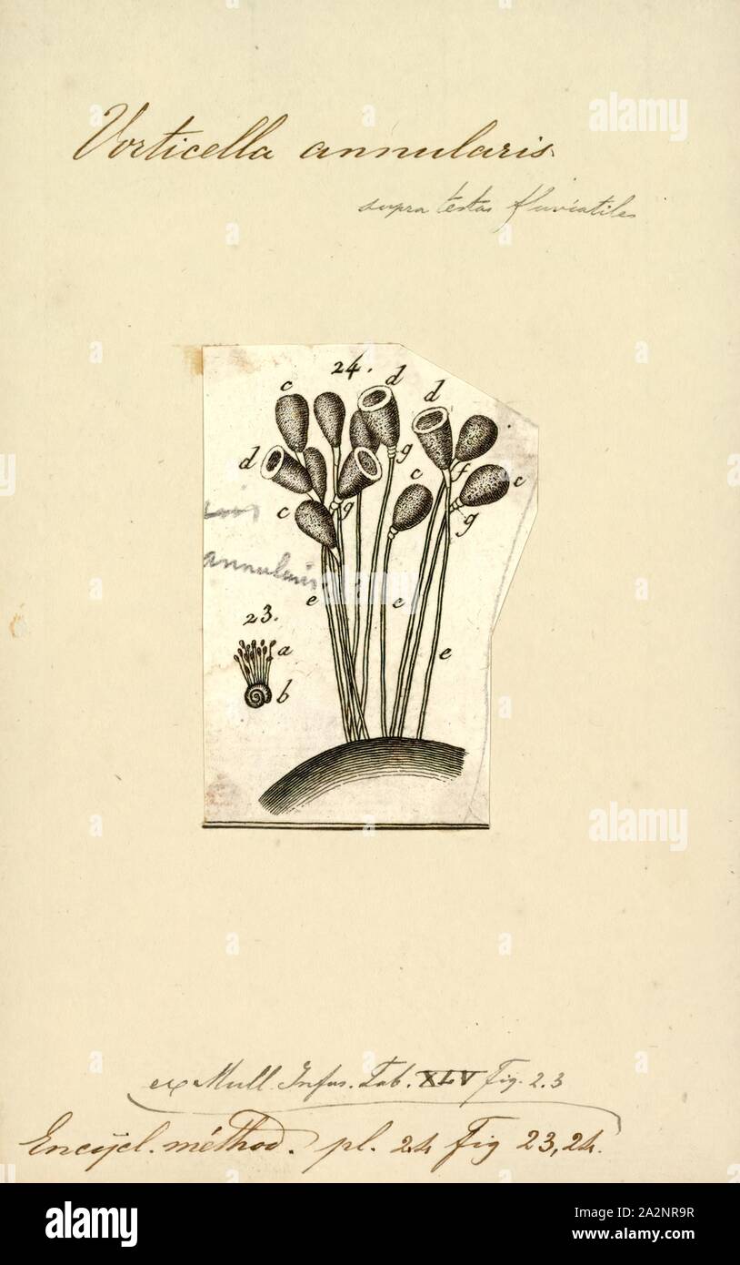 Vorticella annularis, Print, Vorticella is a genus of bell-shaped ...