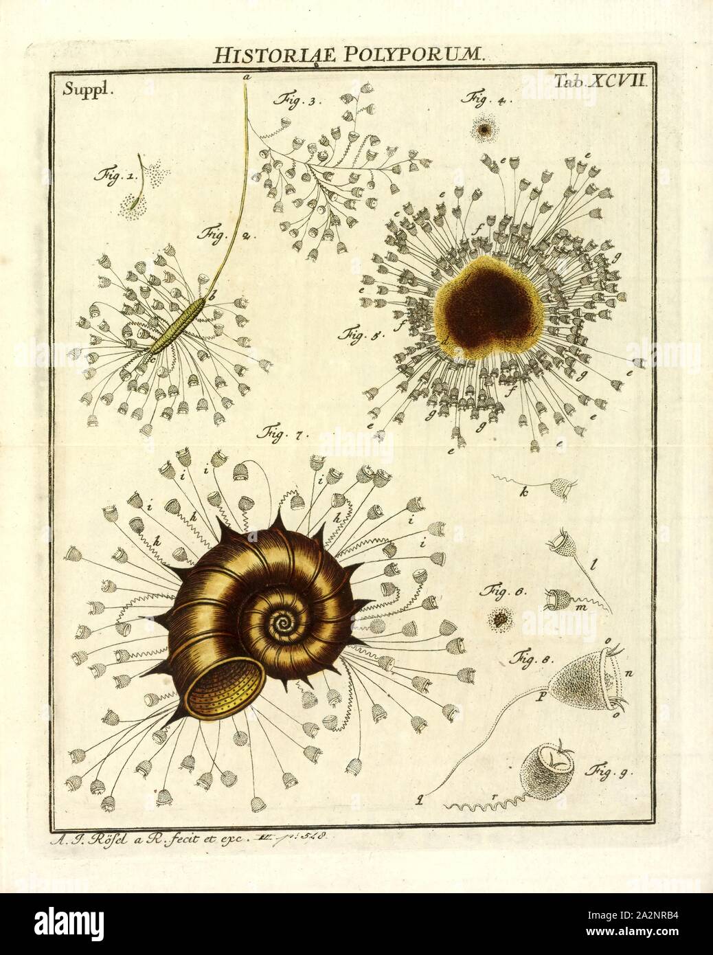 Vorticella nebulifera, Print, Vorticella is a genus of bell-shaped ...