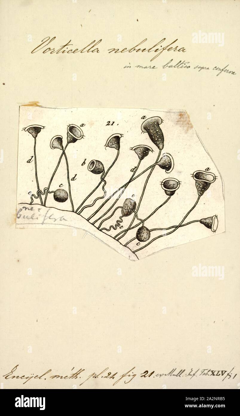 Vorticella nebulifera, Print, Vorticella is a genus of bell-shaped ...
