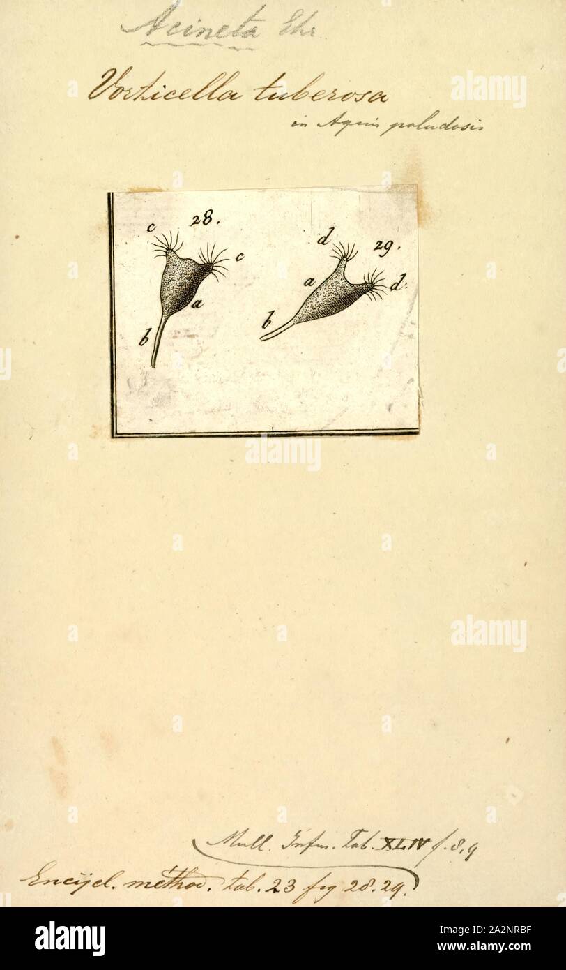 Vorticella tuberosa, Print, Vorticella is a genus of bell-shaped ...