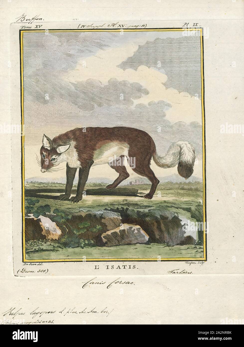 Vulpes lagopus, Print, The Arctic fox (Vulpes lagopus), also known as ...