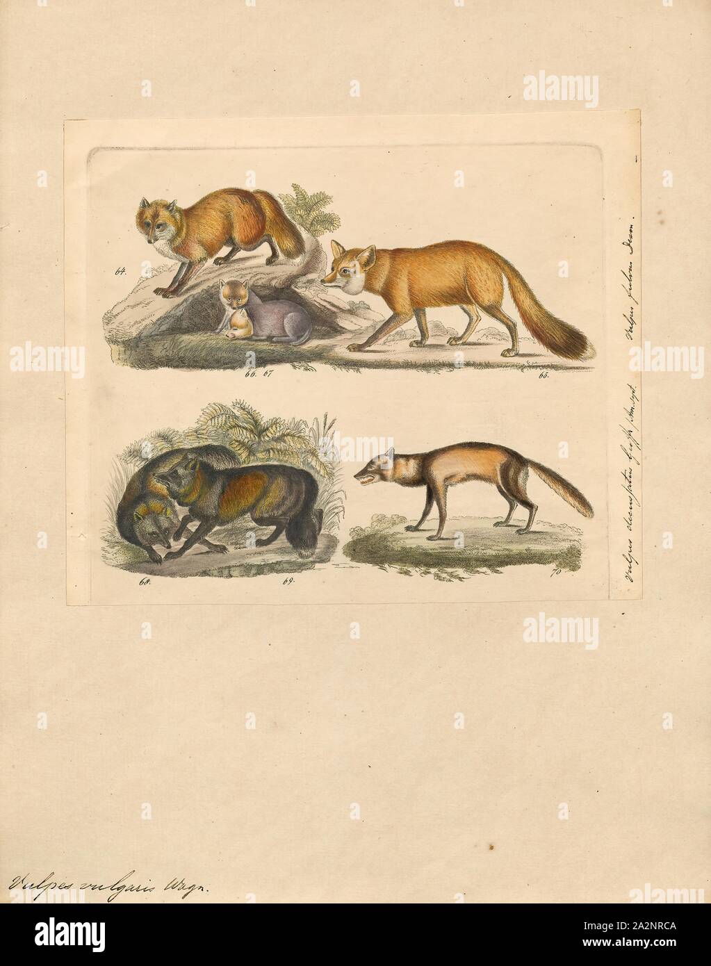 Vulpes vulgaris, Print, Vulpes is a genus of the Canidae. The members ...