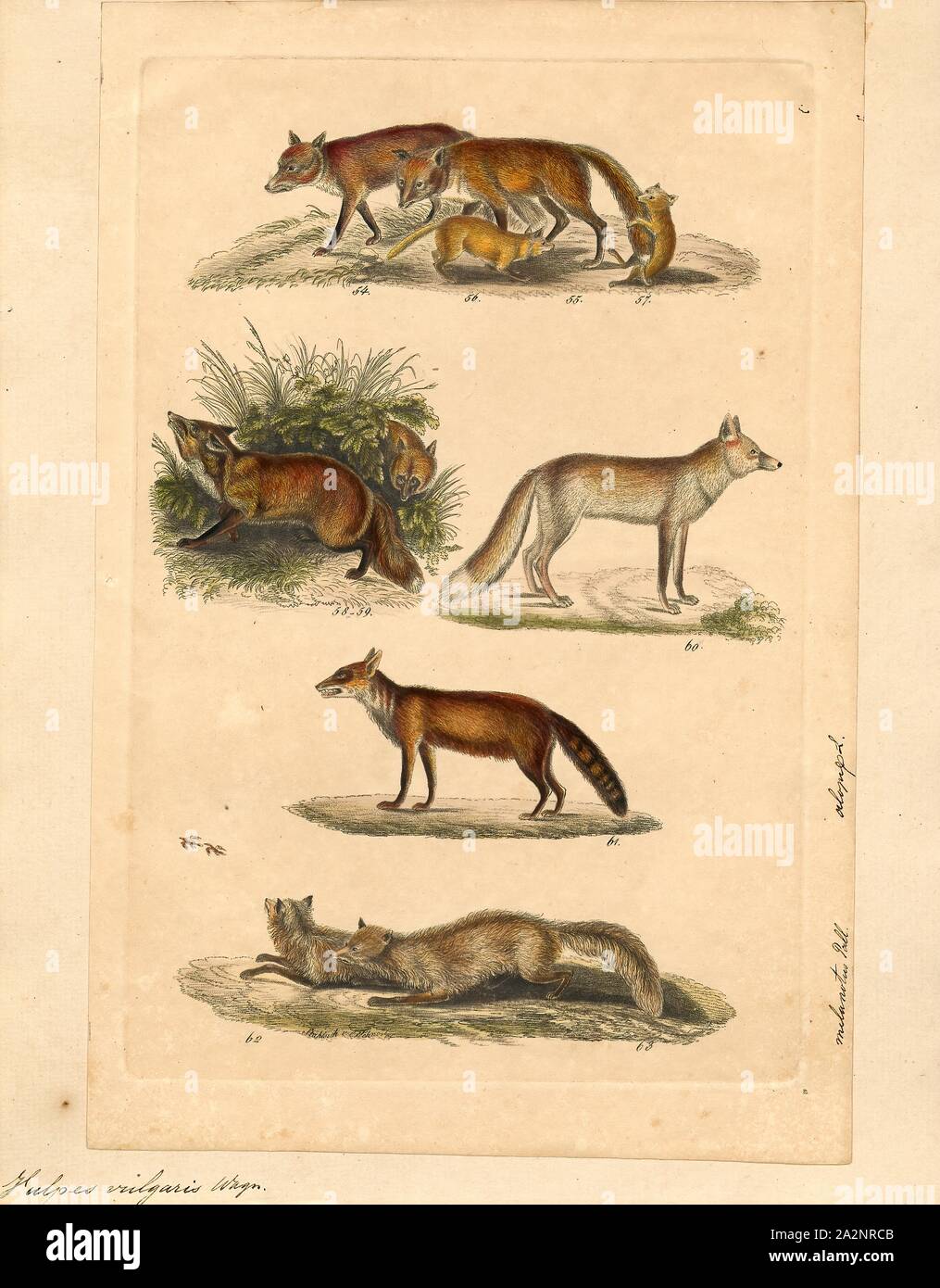 Vulpes vulgaris, Print, Vulpes is a genus of the Canidae. The members ...