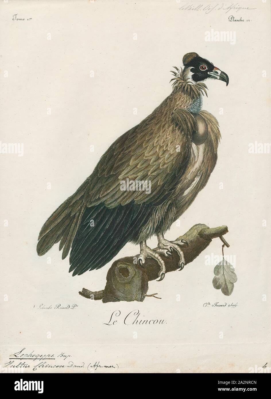 Vultur chincou, Print, Andean condor, The Andean condor (Vultur gryphus ...
