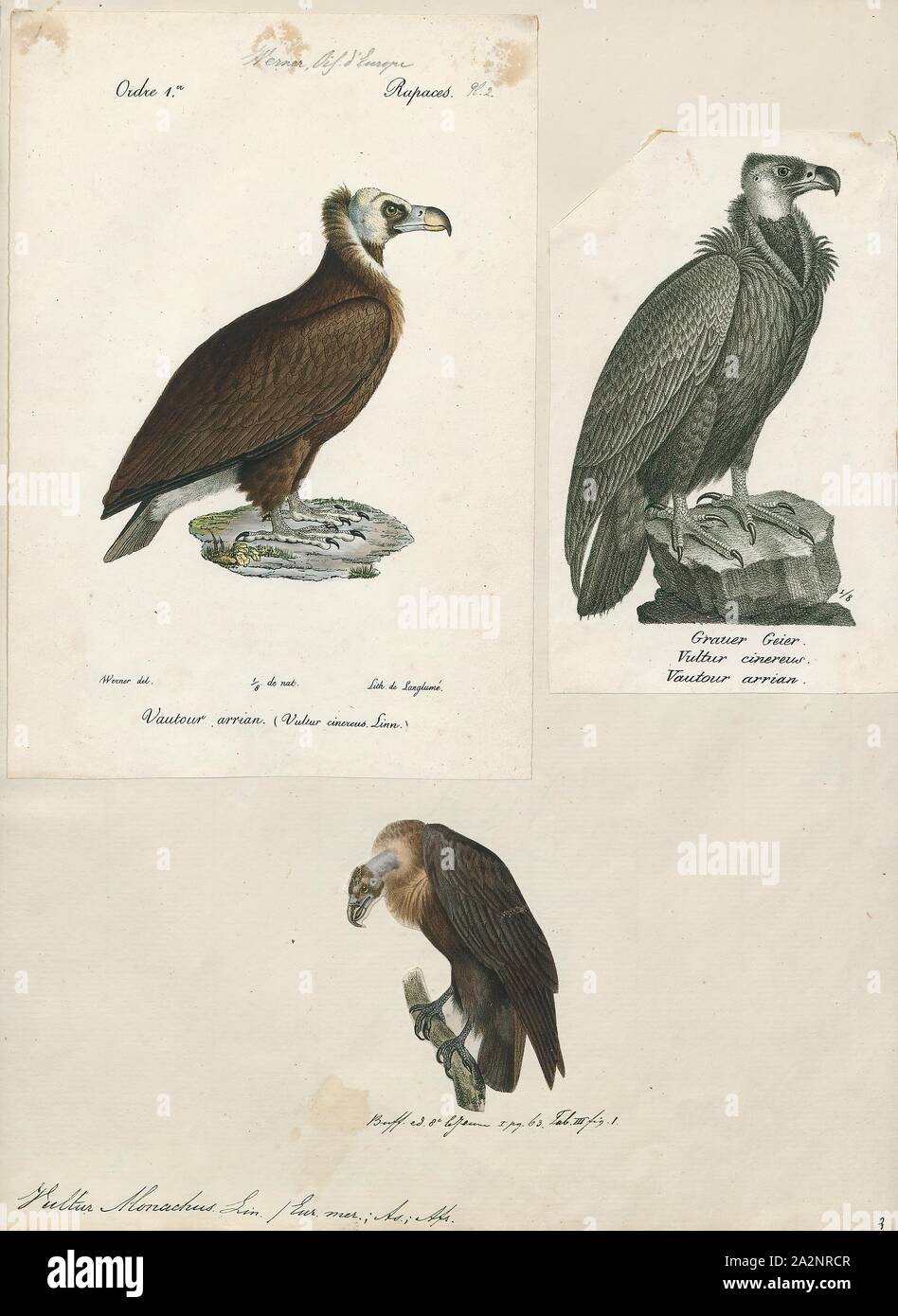 Wingspan measurement hi-res stock photography and images - Alamy