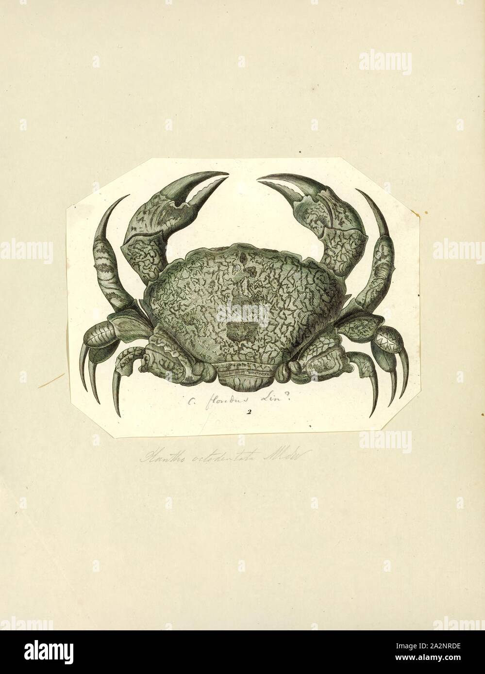 Xanthidae High Resolution Stock Photography and Images - Alamy