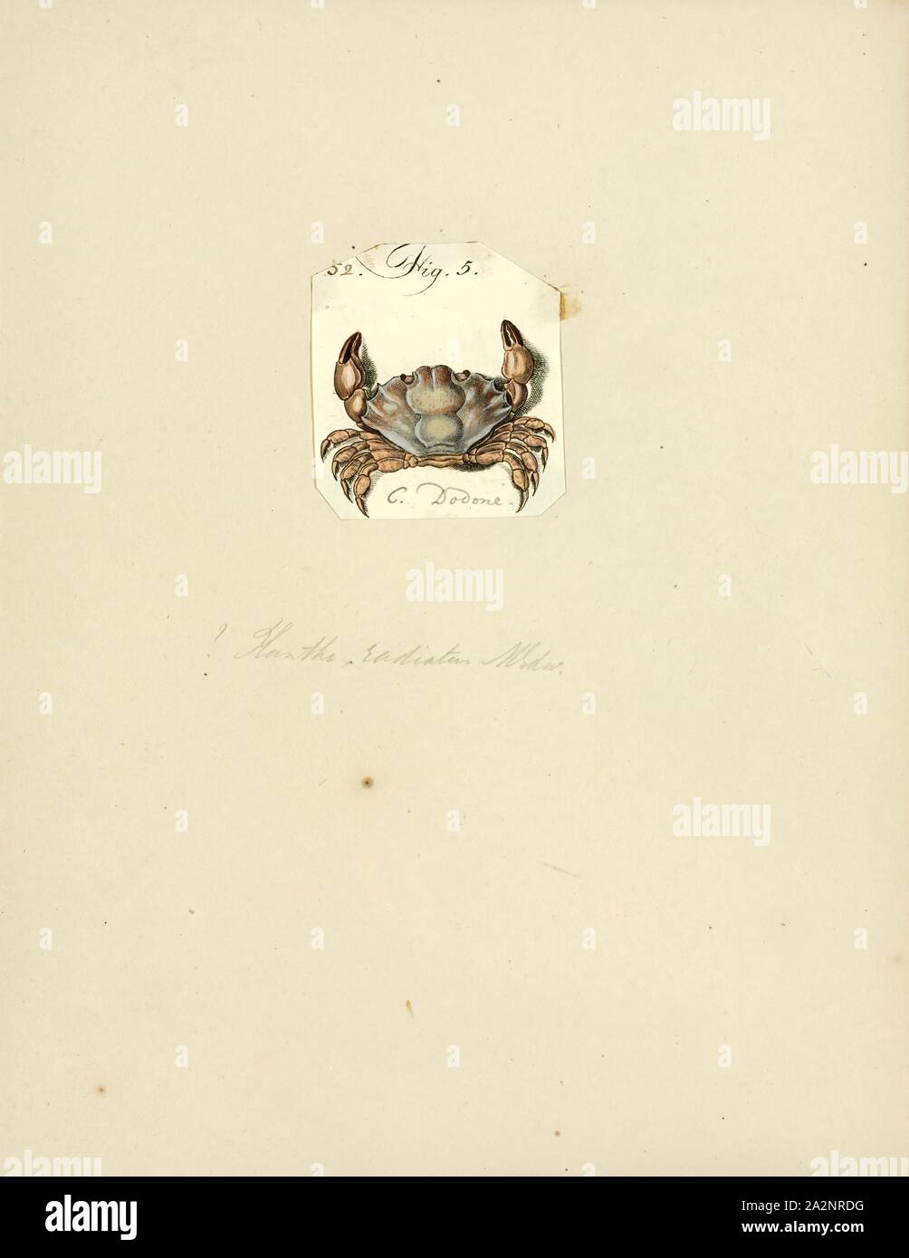 Xantho radiatus hi-res stock photography and images - Alamy